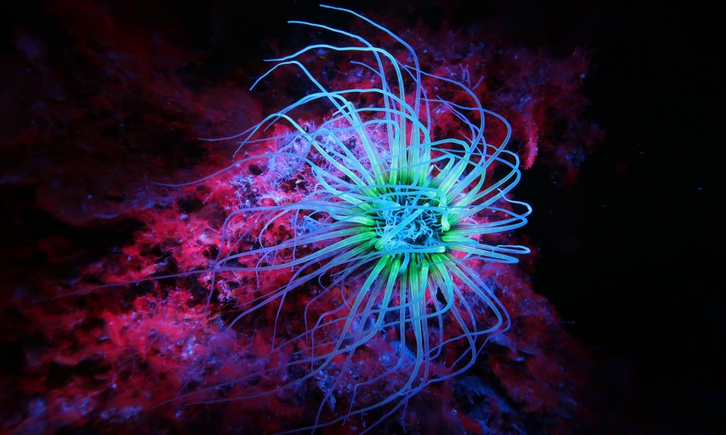 What is biofluorescence? – Fluo Divers